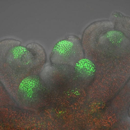 Molecular Chaperones Traffic Signaling Proteins Between Cells In Plant Stem cell Maintenance 