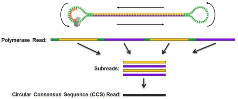 Pacific Biosciences Sequencing | Cold Spring Harbor Laboratory