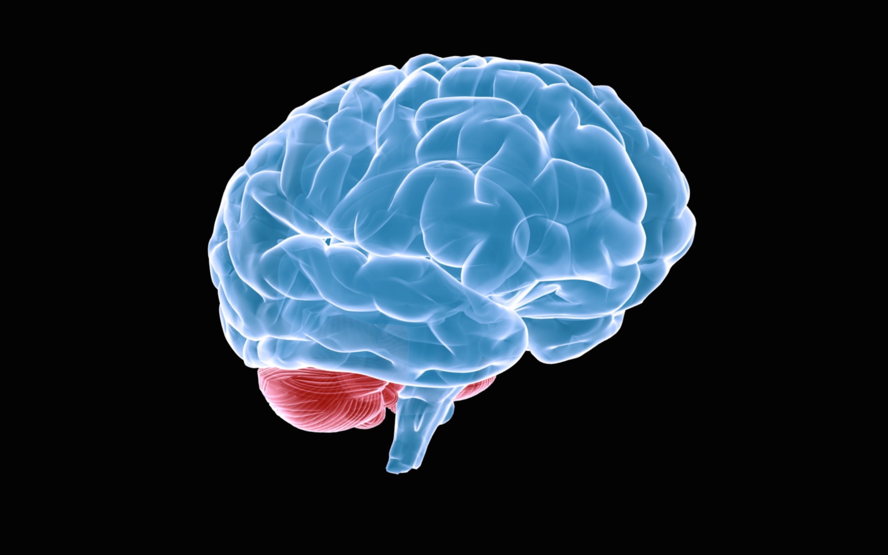 Brain cell types are defined by gene activity that shapes their ...