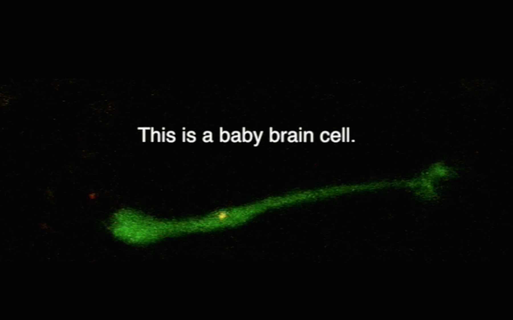 Watch a baby neuron crawl its way along a brain | Cold Spring Harbor ...