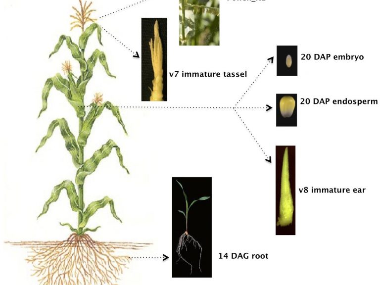 “Amazing protein diversity” is discovered in the maize plant | Cold ...