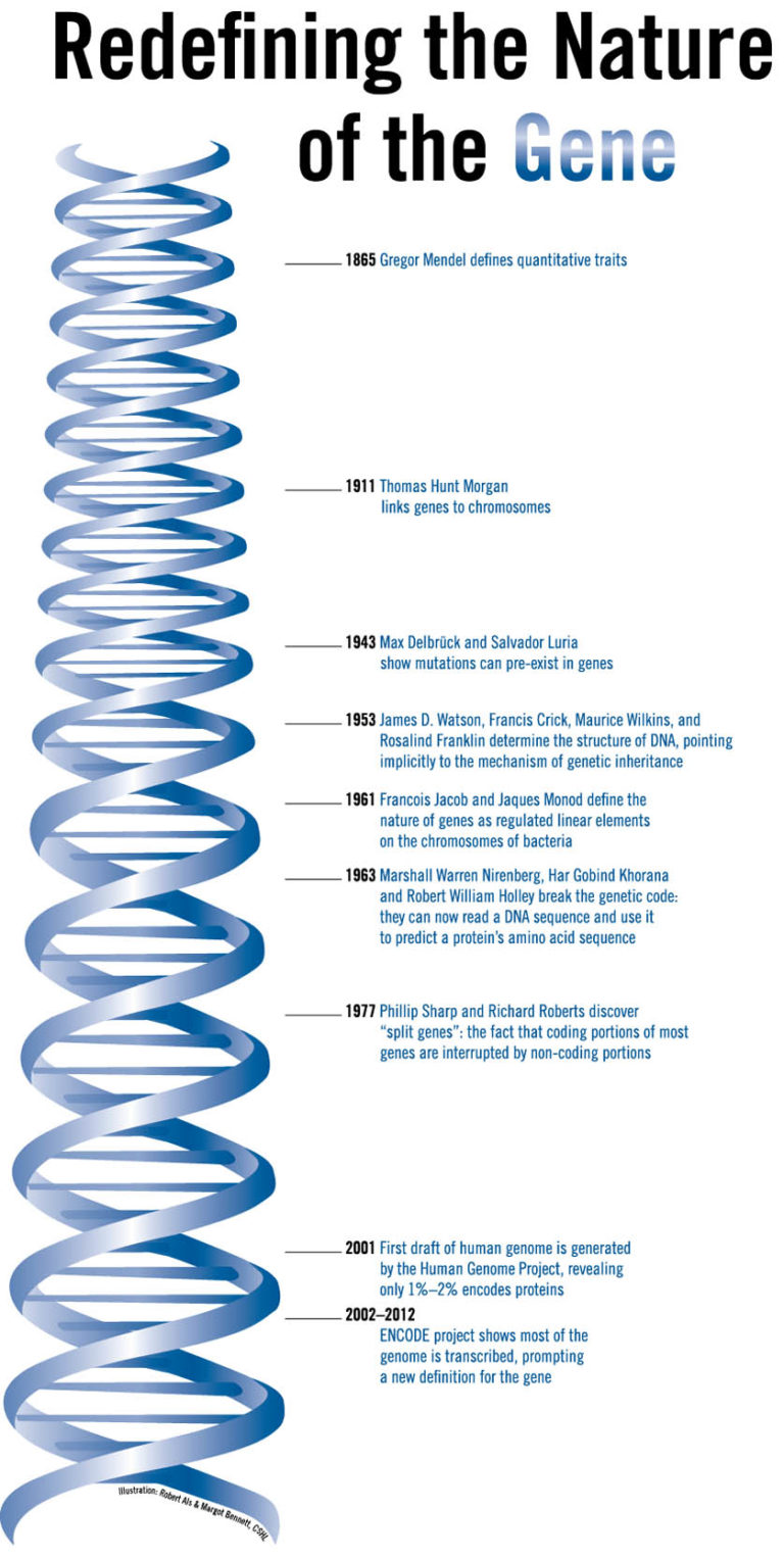 In massive genome analysis ENCODE data suggests 'gene' redefinition ...