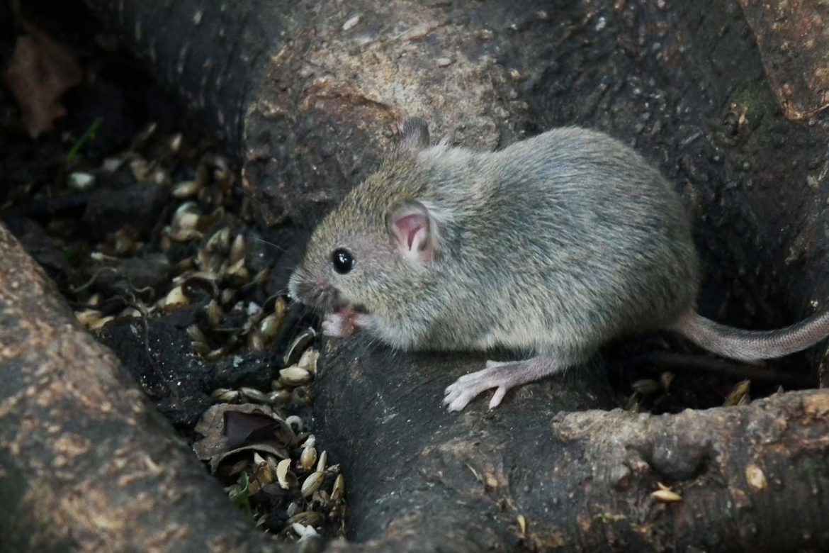 Of mice and model organisms | Cold Spring Harbor Laboratory