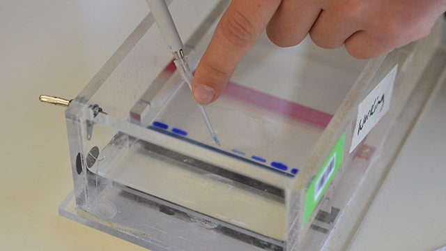 DNALC Live: DNA Restriction Analysis | Cold Spring Harbor Laboratory DNALC Live: DNA Restriction Analysis | Cold Spring Harbor Laboratory