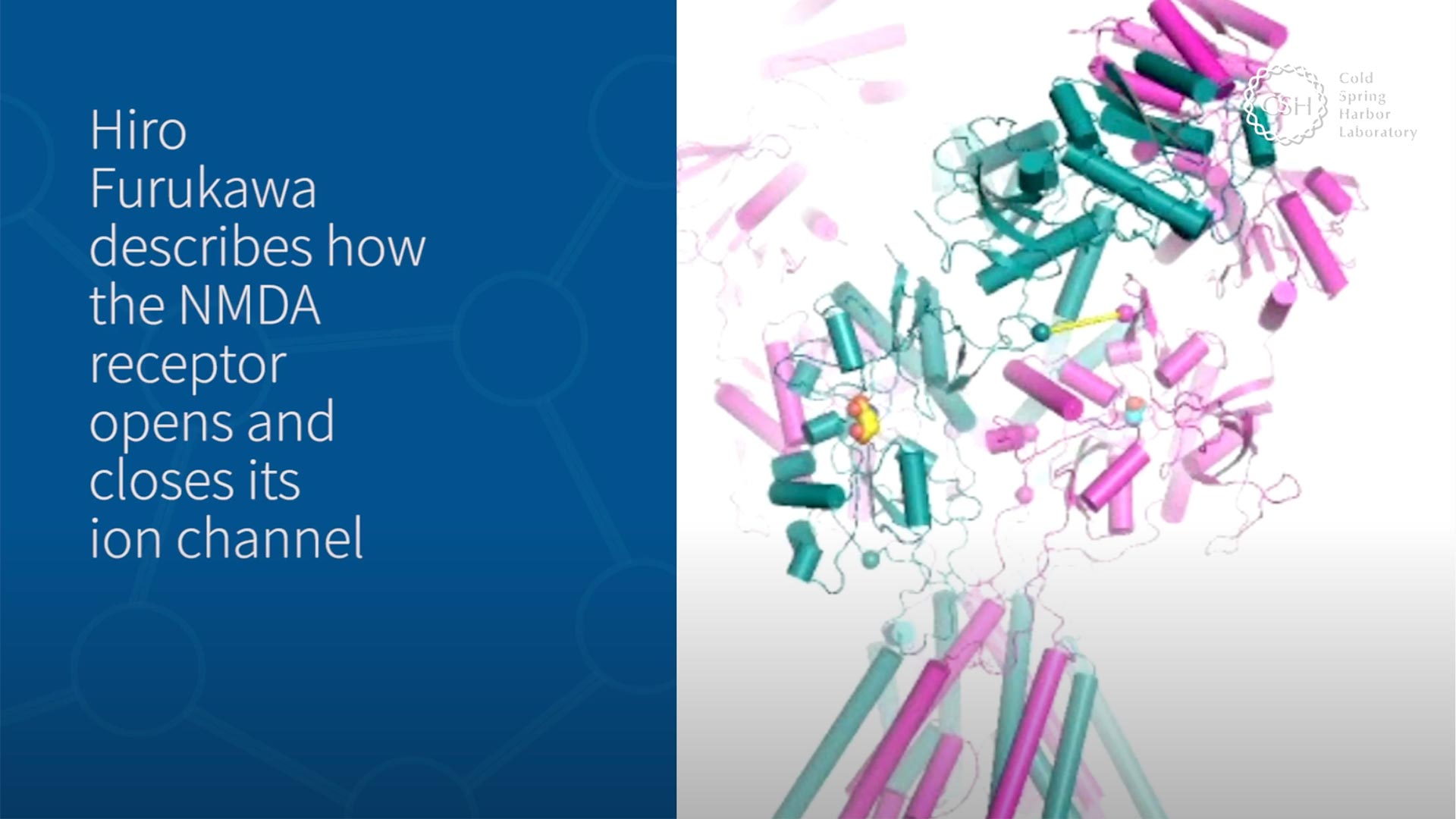 How does the NMDA receptor work? | Cold Spring Harbor Laboratory