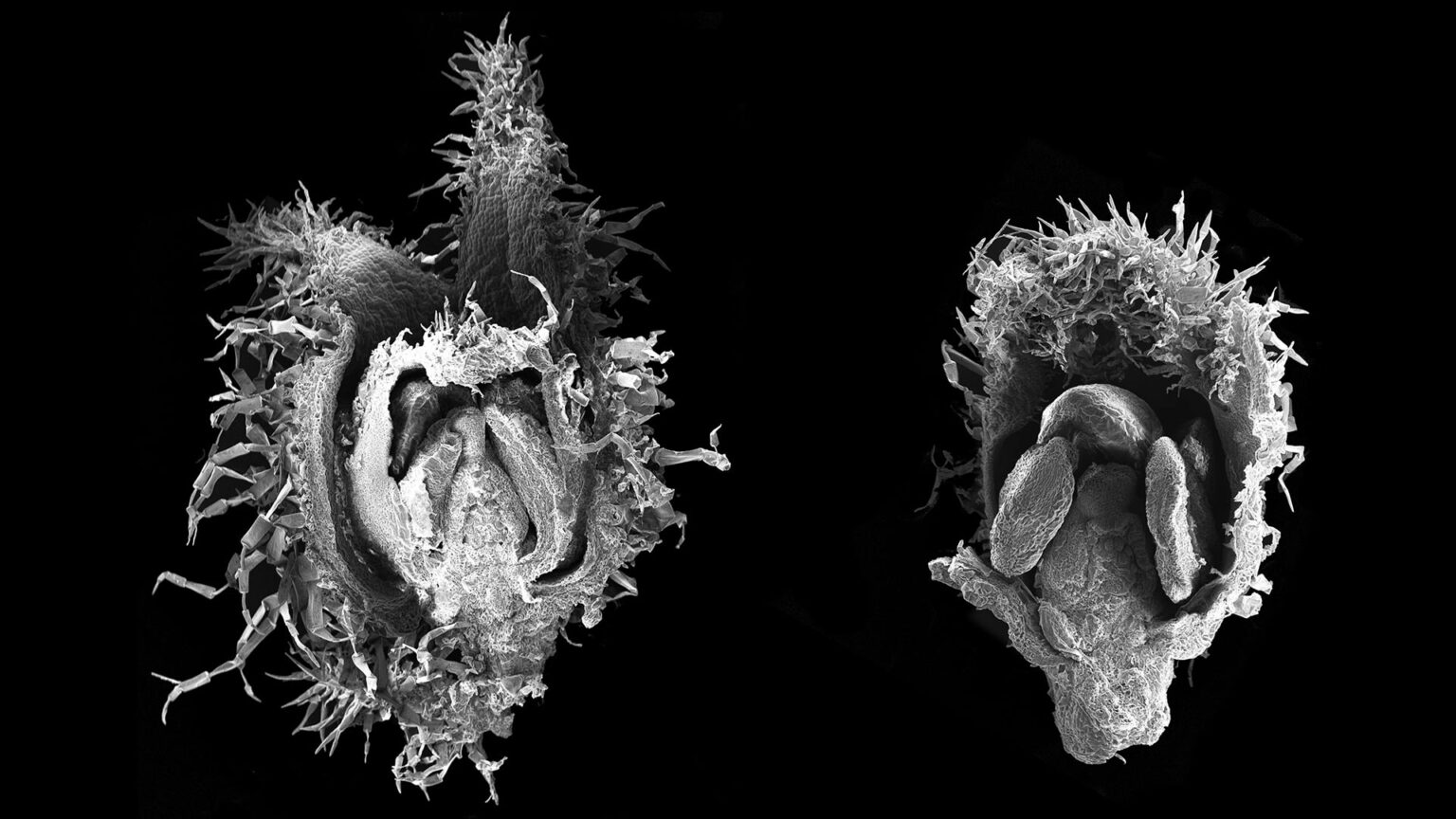 CSHL groundcherry research bears new fruits | Cold Spring Harbor Laboratory