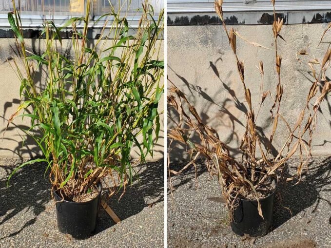 Digging up the deep-rooted secrets of perennial corn | Cold Spring ...