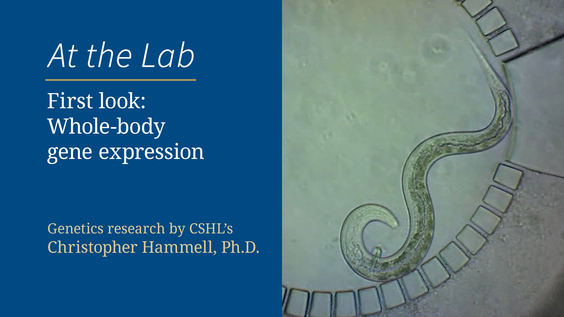 First look: Whole-body gene expression | Cold Spring Harbor Laboratory
