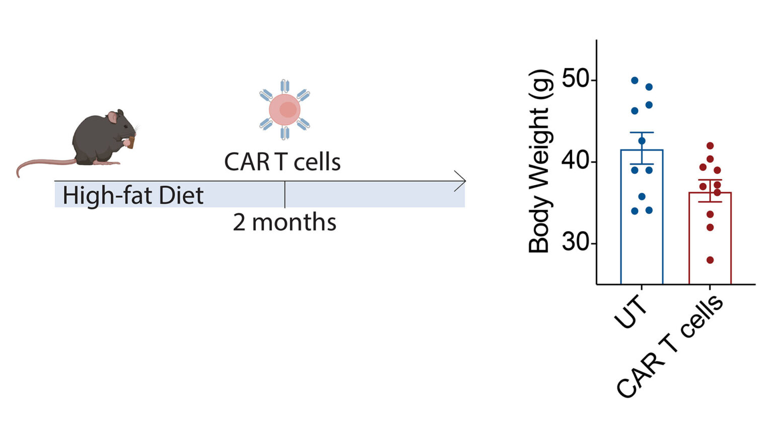 T cells may be fountain of youth as scientists have found a way to ...