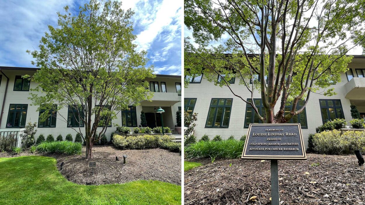 The Louise Lindsay Read paperbark maple | Cold Spring Harbor Laboratory