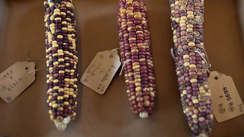 Barbara McClintock’s corn | Cold Spring Harbor Laboratory