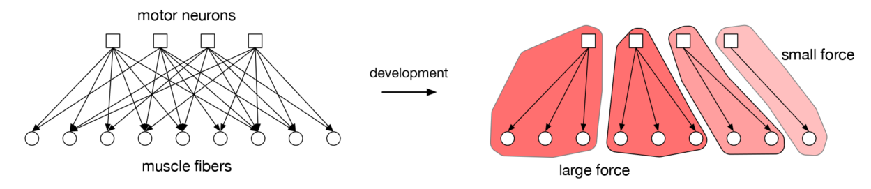 The nervous system’s matchmaker | Cold Spring Harbor Laboratory