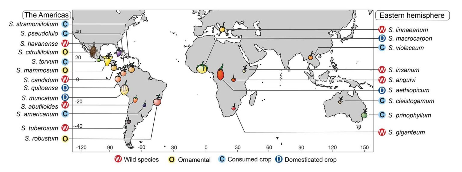 CSHL and global collaborators map Solanum pan-genome | Cold Spring Harbor Laboratory