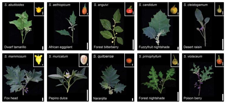 CSHL and global collaborators map Solanum pan-genome | Cold Spring Harbor Laboratory