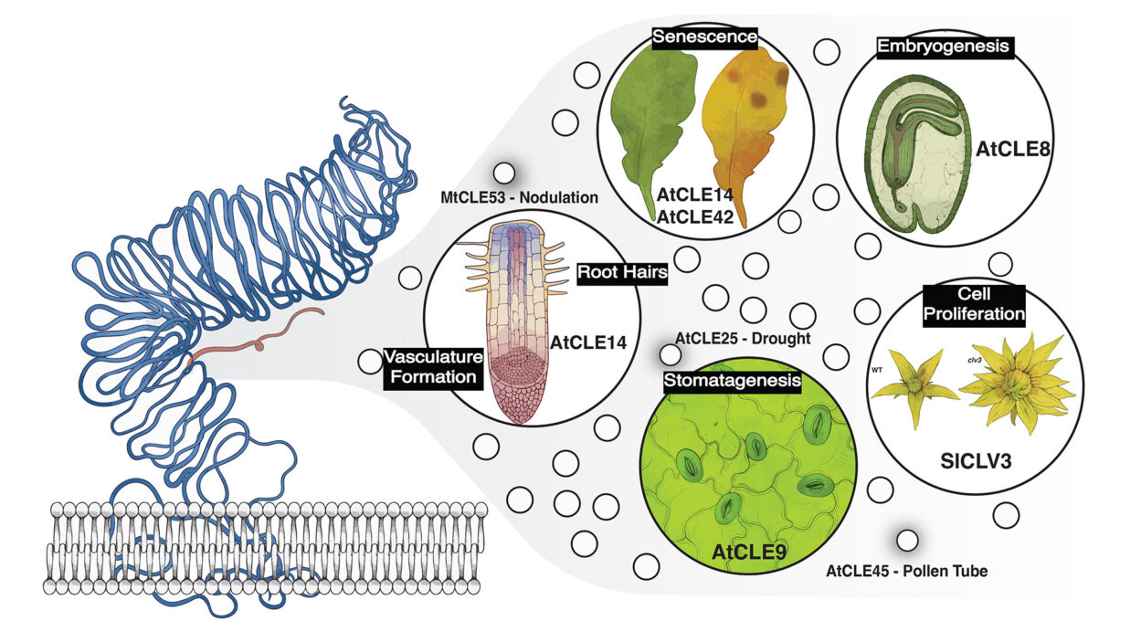 AI offers ‘roadmap’ to plant genetics | Cold Spring Harbor Laboratory